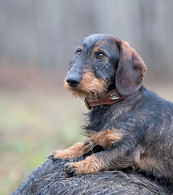 Travail - Club des Amateurs de Teckels