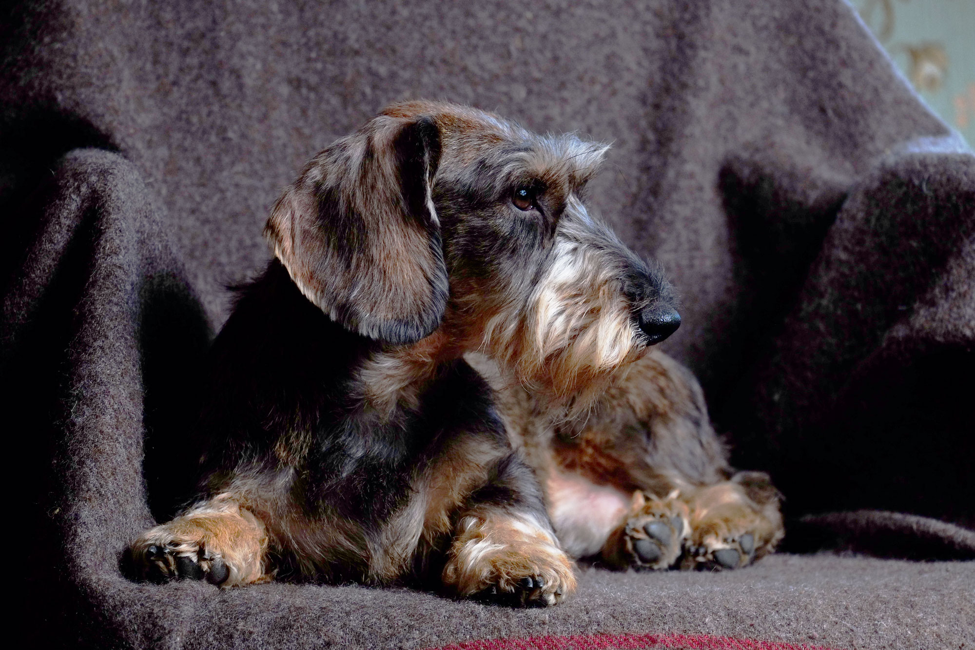 Le teckel - Club des Amateurs de Teckels