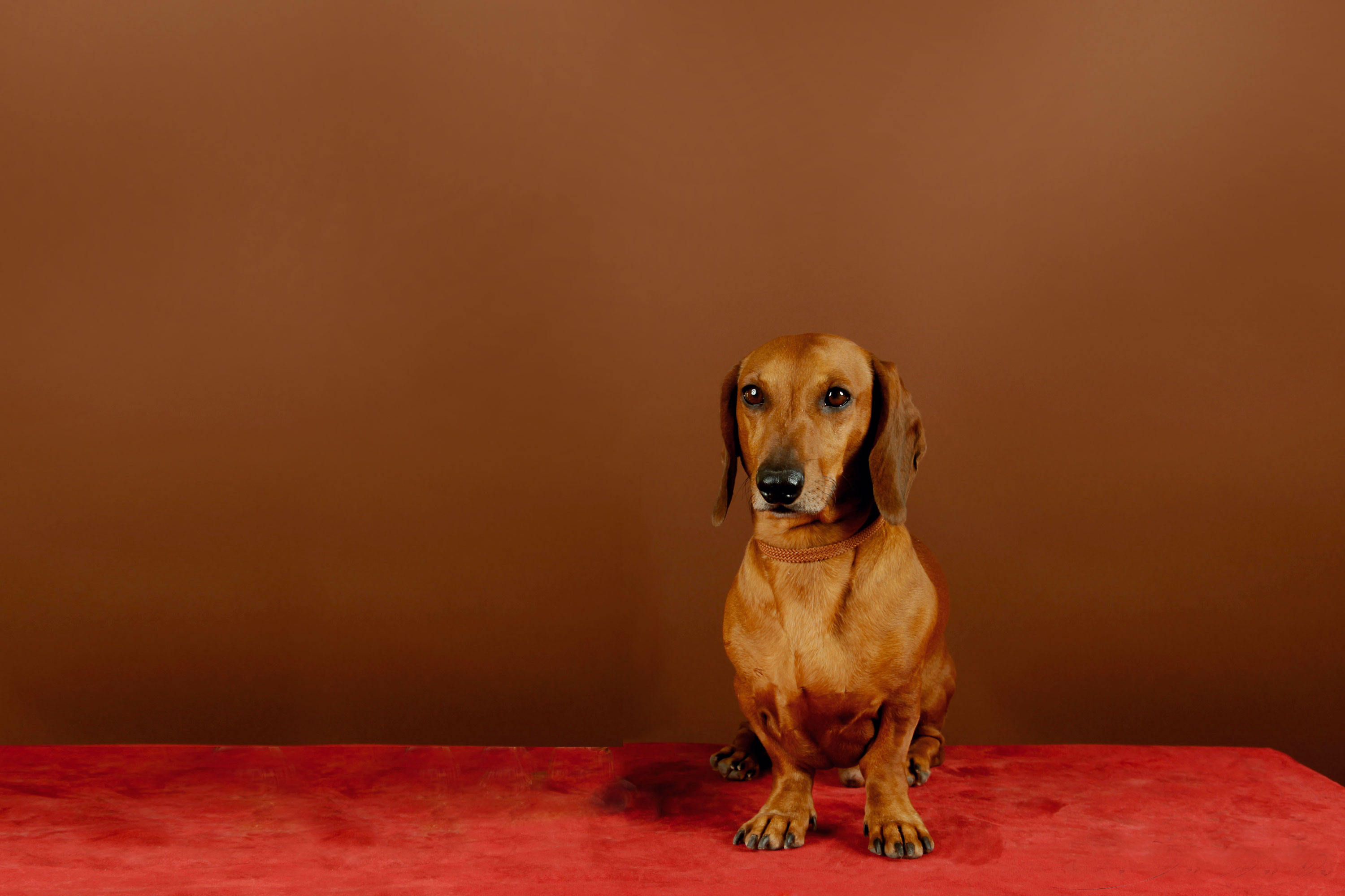 Club des Amateurs de Teckels