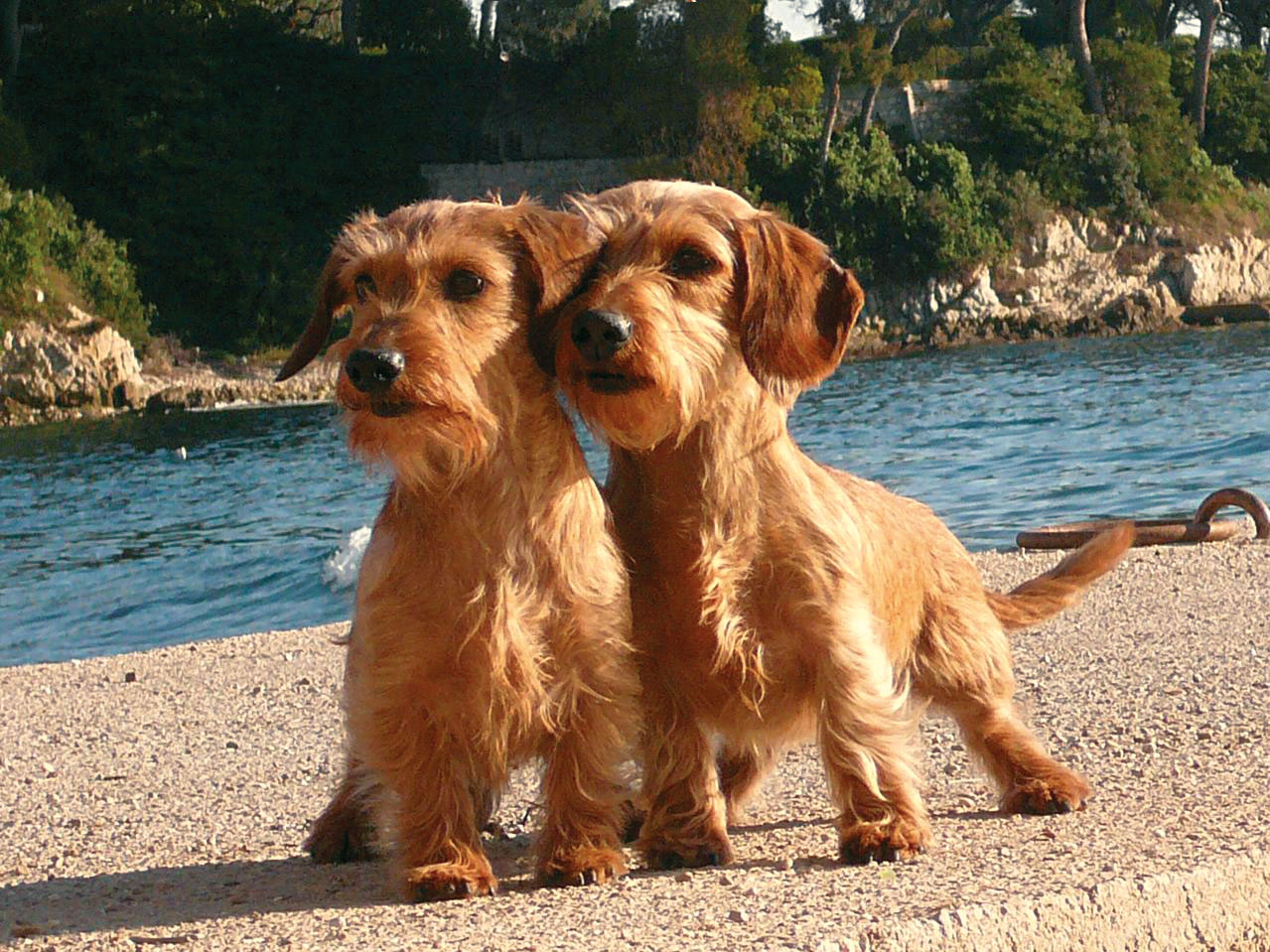 Les variétés du teckel - Club des Amateurs de Teckels