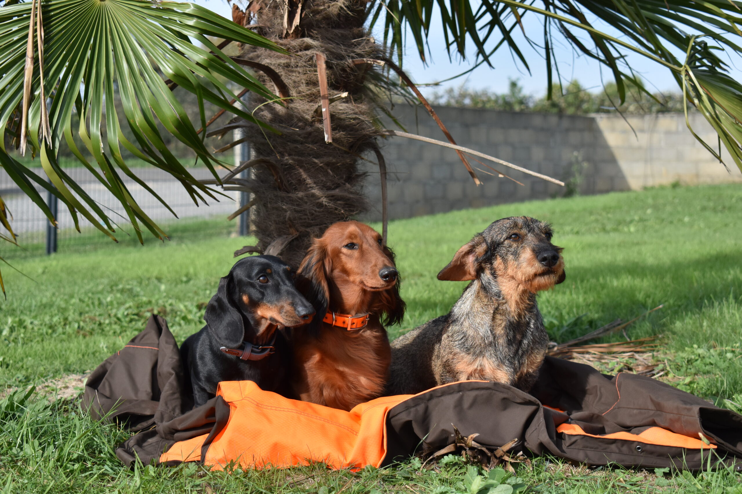 Calendrier - Club des Amateurs de Teckels